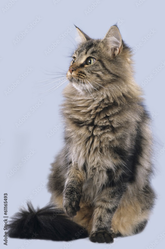 Maine Coon Katze sitzend Stock Photo | Adobe Stock