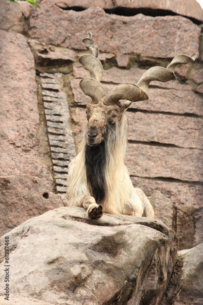 Goat with screw horns Stock Photo | Adobe Stock