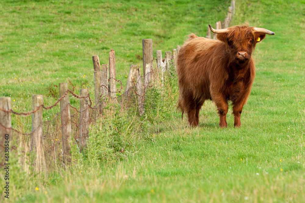 Scotland Angus Cattle Stock Photo | Adobe Stock