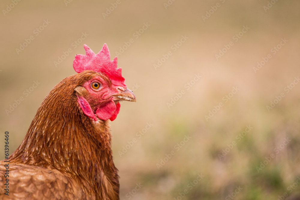 hen Stock Photo | Adobe Stock