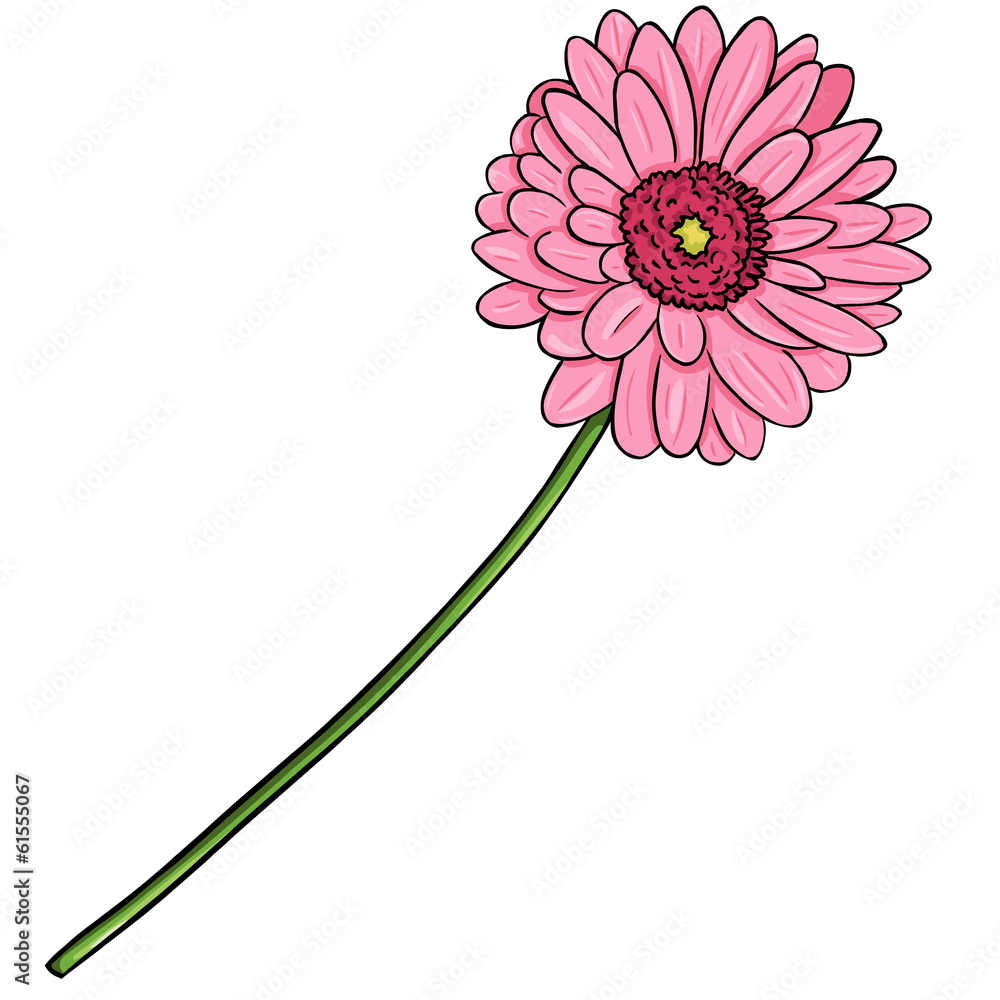 Vector Cartoon Isolated Illustration - Pink Gerberas Stock Vector ...