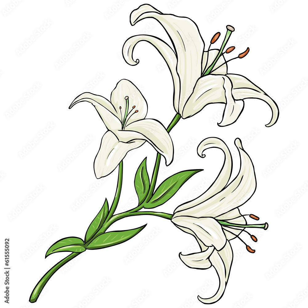 Vector Cartoon Isolated Illustration - White Lily Stock Vector | Adobe ...