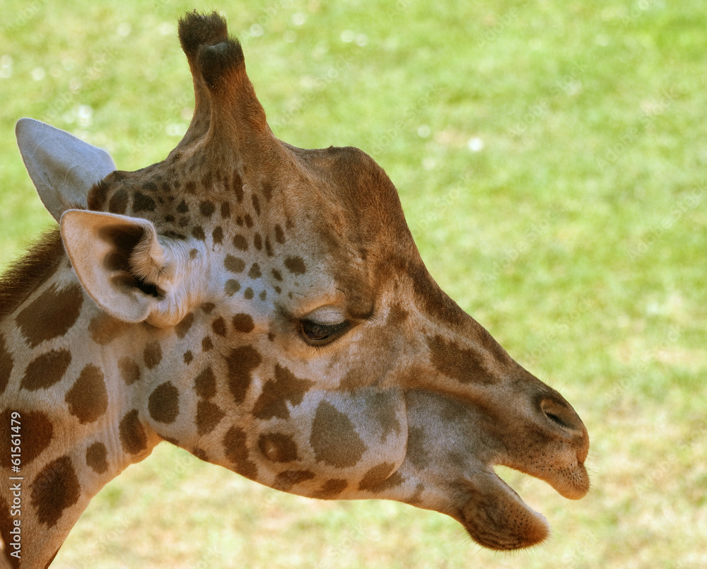 Depressed Giraffe