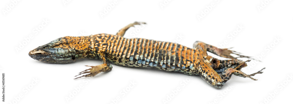 Dead Common wall lizard in state of decomposition Stock-Foto | Adobe Stock
