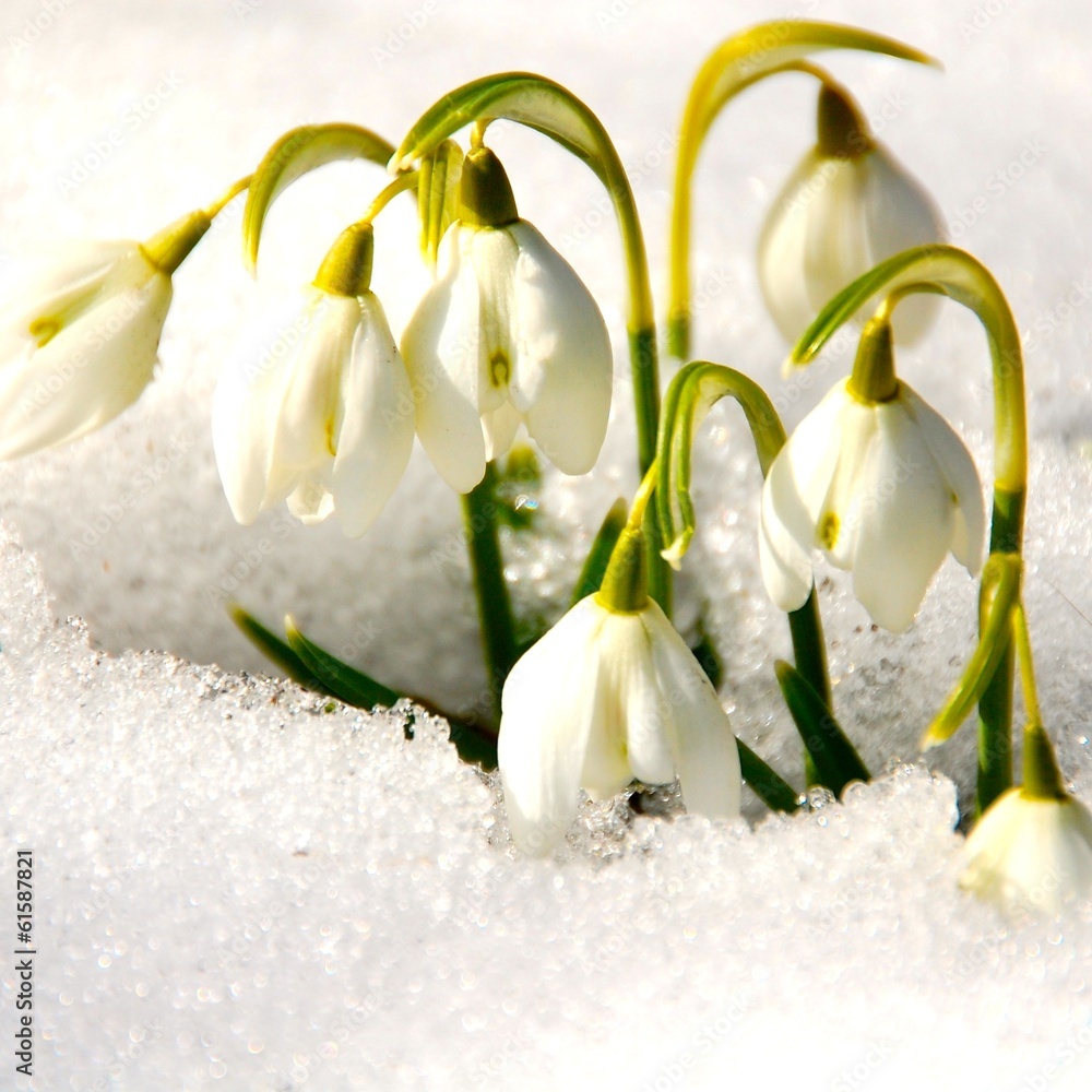 Schneeglöckchen im Schnee Stock-Foto | Adobe Stock