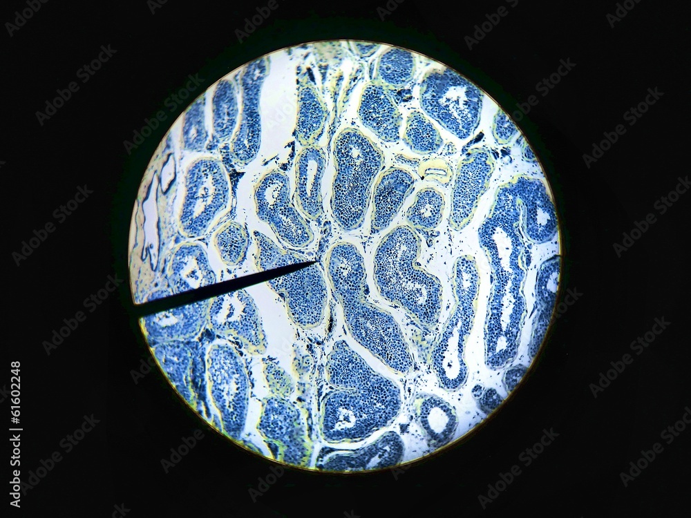 Sperm produced in the male testes testis anatomy physiology Stock Photo ...