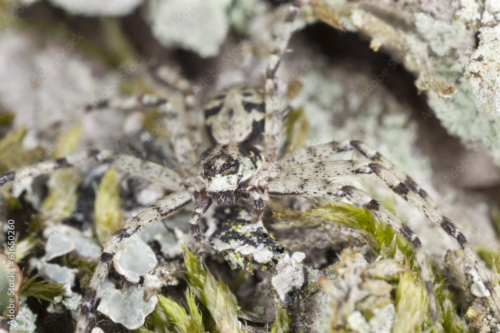 Lichen running-spider, Philodromus margaritatus on wood Stock Photo ...