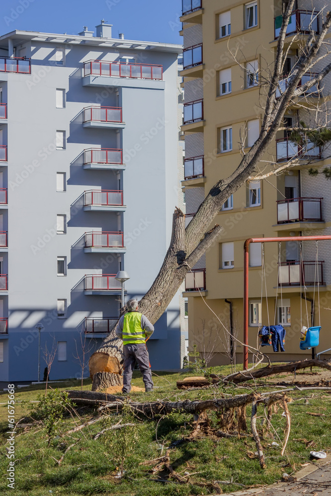 Tree surgeon of urban tree, cuts and trims a tree Stock Photo | Adobe Stock