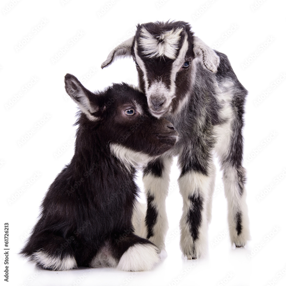 farm animal goats isolated Stock Photo | Adobe Stock