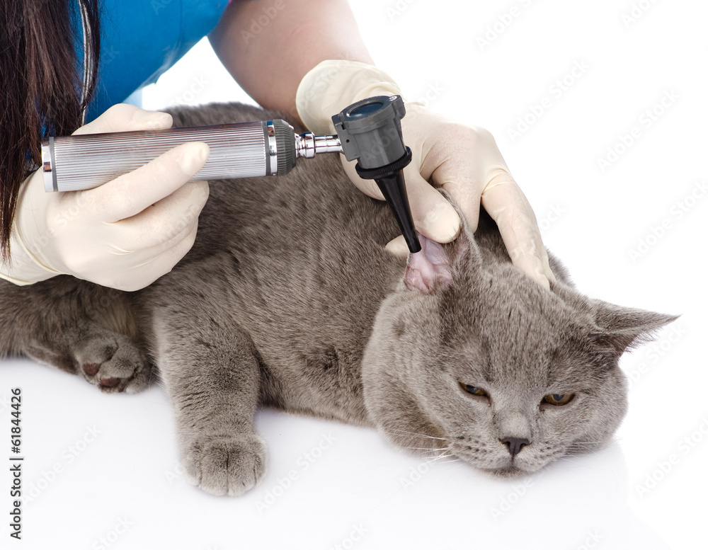 Vet examining a cat's ear with an otoscope. isolated on white Stock ...