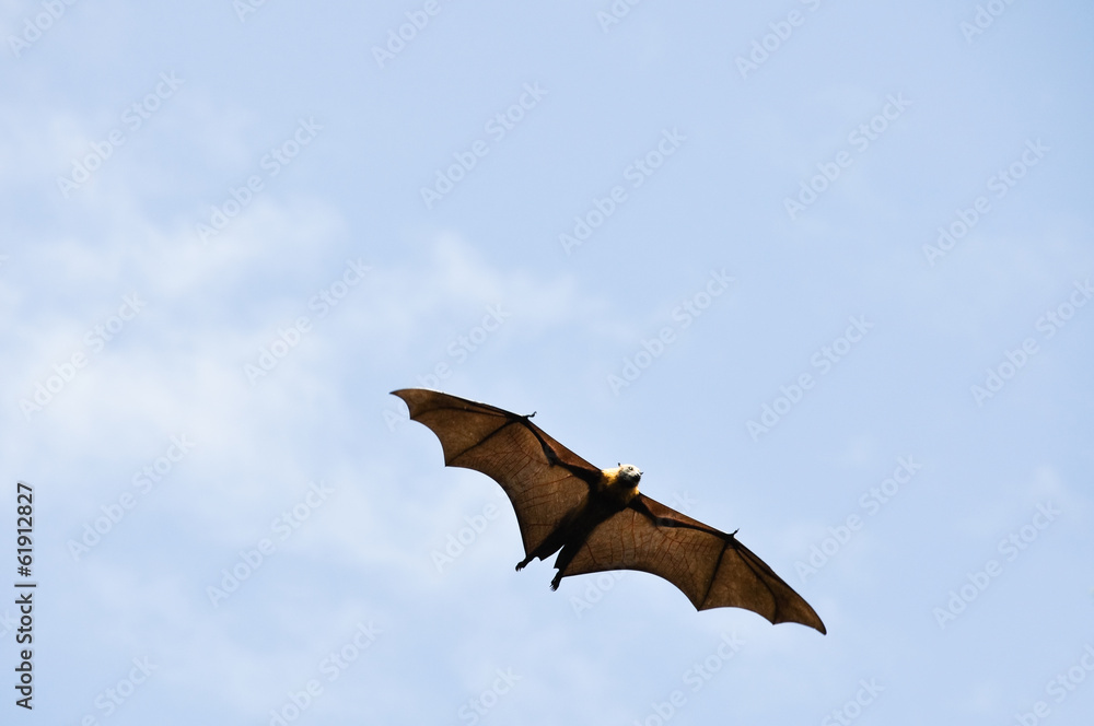 Grey-headed flying fox in flight, Botanical Gardens of Sydney Stock ...