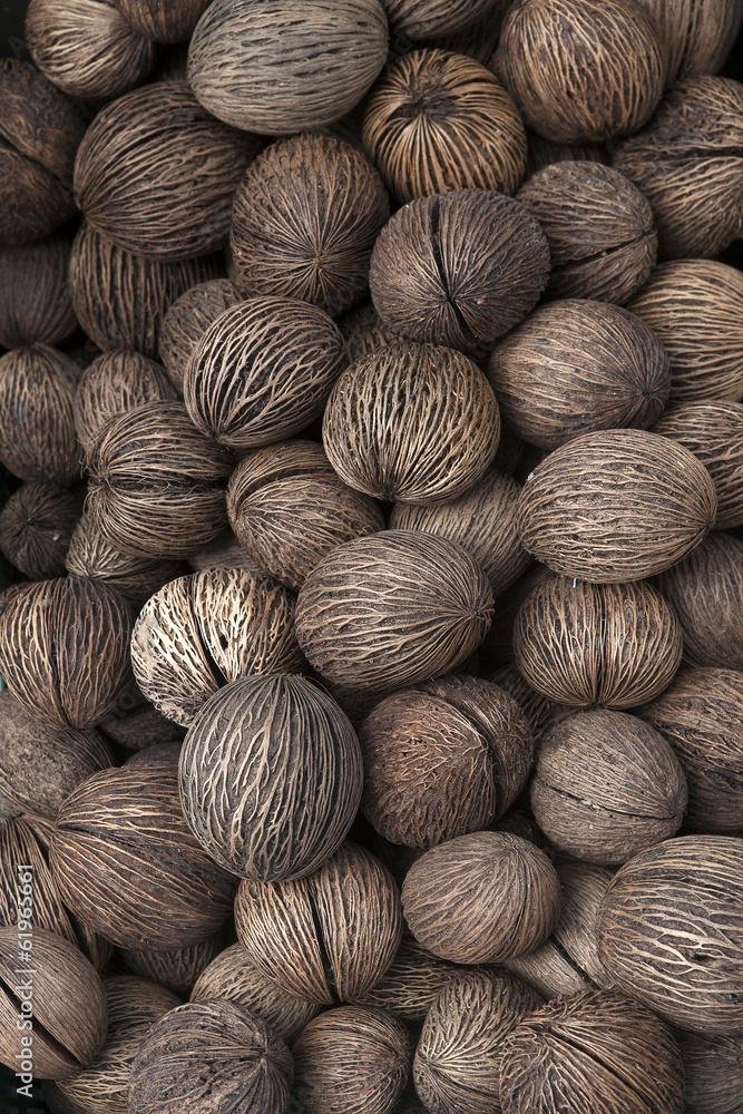 Othalanga - Suicide tree, Pong pong seed. Cerbera odollam fruit Stock ...