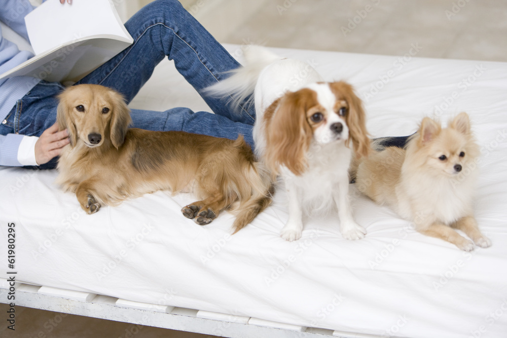 three dogs Stock Photo | Adobe Stock