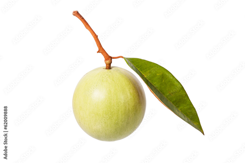 White Star Apple Fruit