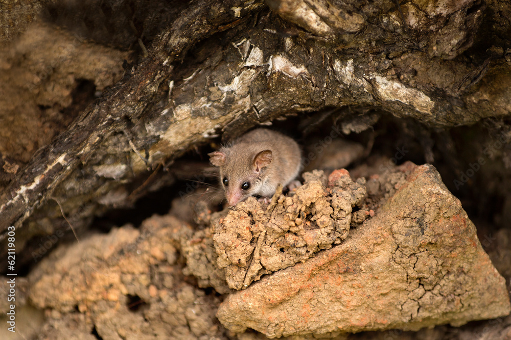 Tasmanian Pygmy Possum Stock Photo | Adobe Stock