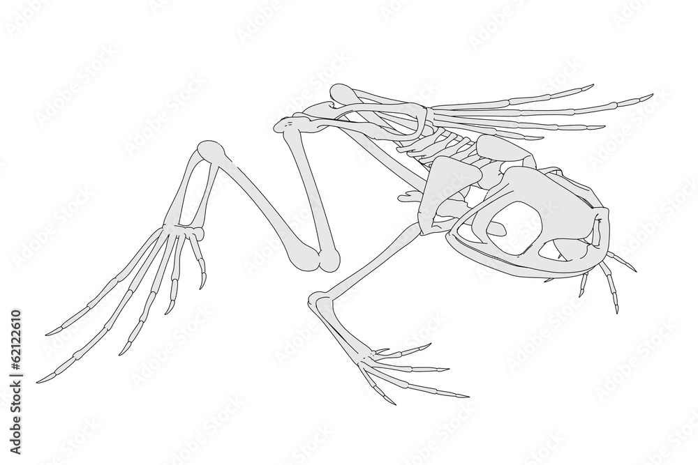 cartoon image of frog skeleton Stock Photo | Adobe Stock