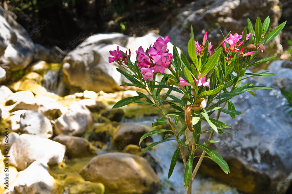 Flora of Samaria gorge, island of Crete Stock Photo | Adobe Stock