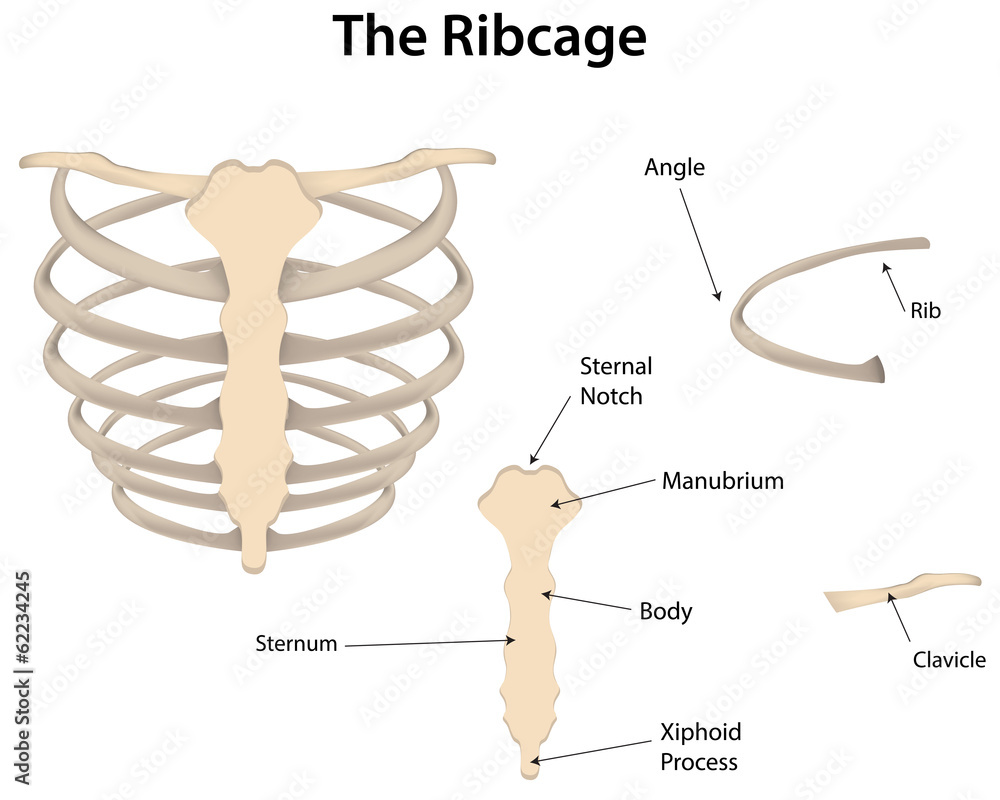 The Rib Cage Labeled Diagram Stock Vector | Adobe Stock