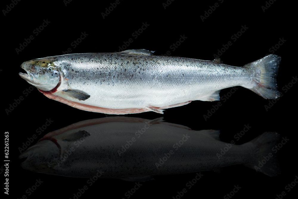 salmon fish against black background with reflection Stock Photo ...