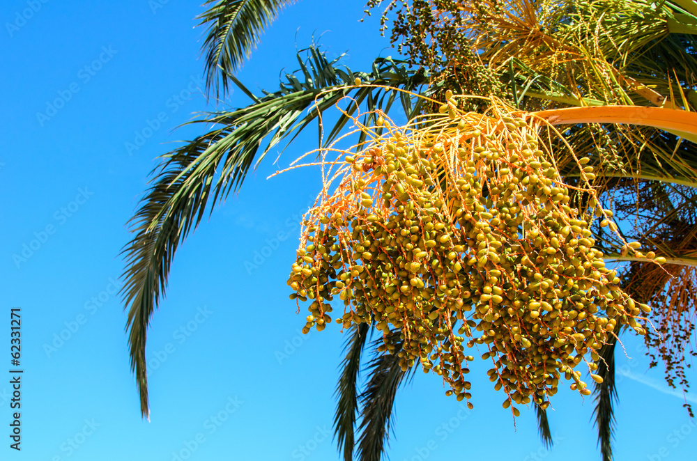 datil foto de Stock | Adobe Stock