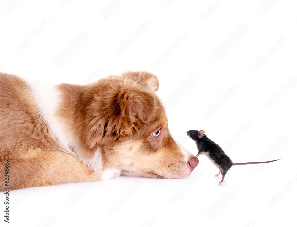 Schone Hund Fangt Maus Ebenbild