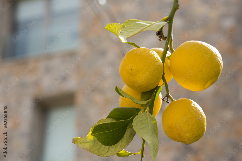 Zitronen an einem Baum, Spanien, Mallorca Stock-Foto | Adobe Stock