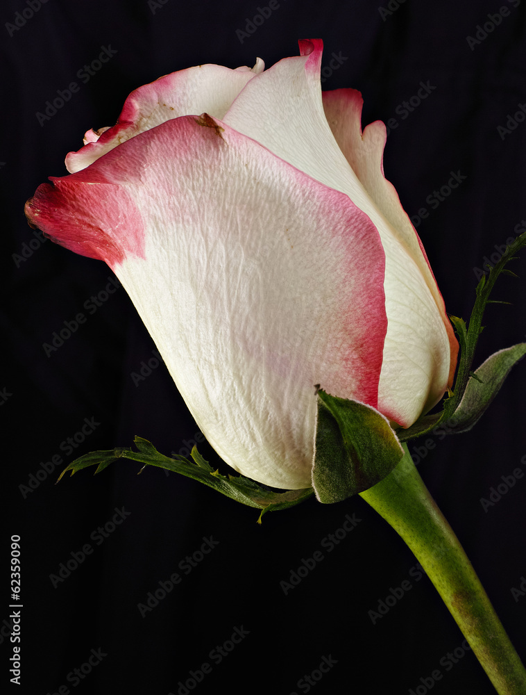 lonely rose with black background Stock Photo | Adobe Stock