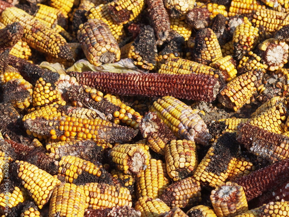 Moldy corn background, Aflatoxin, Aspergillus flavus Stock Photo ...