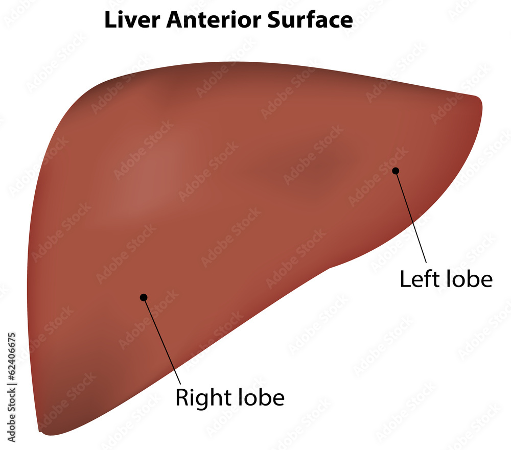Liver Anterior Surface Labeled Diagram Stock Illustration | Adobe Stock