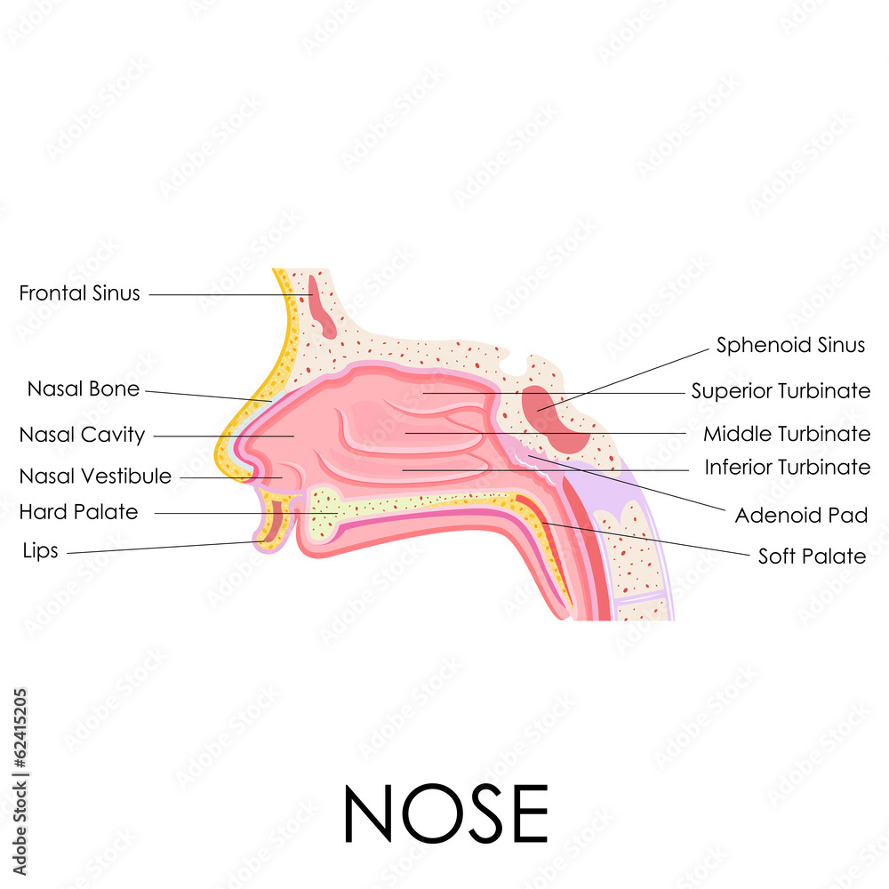 Human Nose Anatomy Stock Vector | Adobe Stock