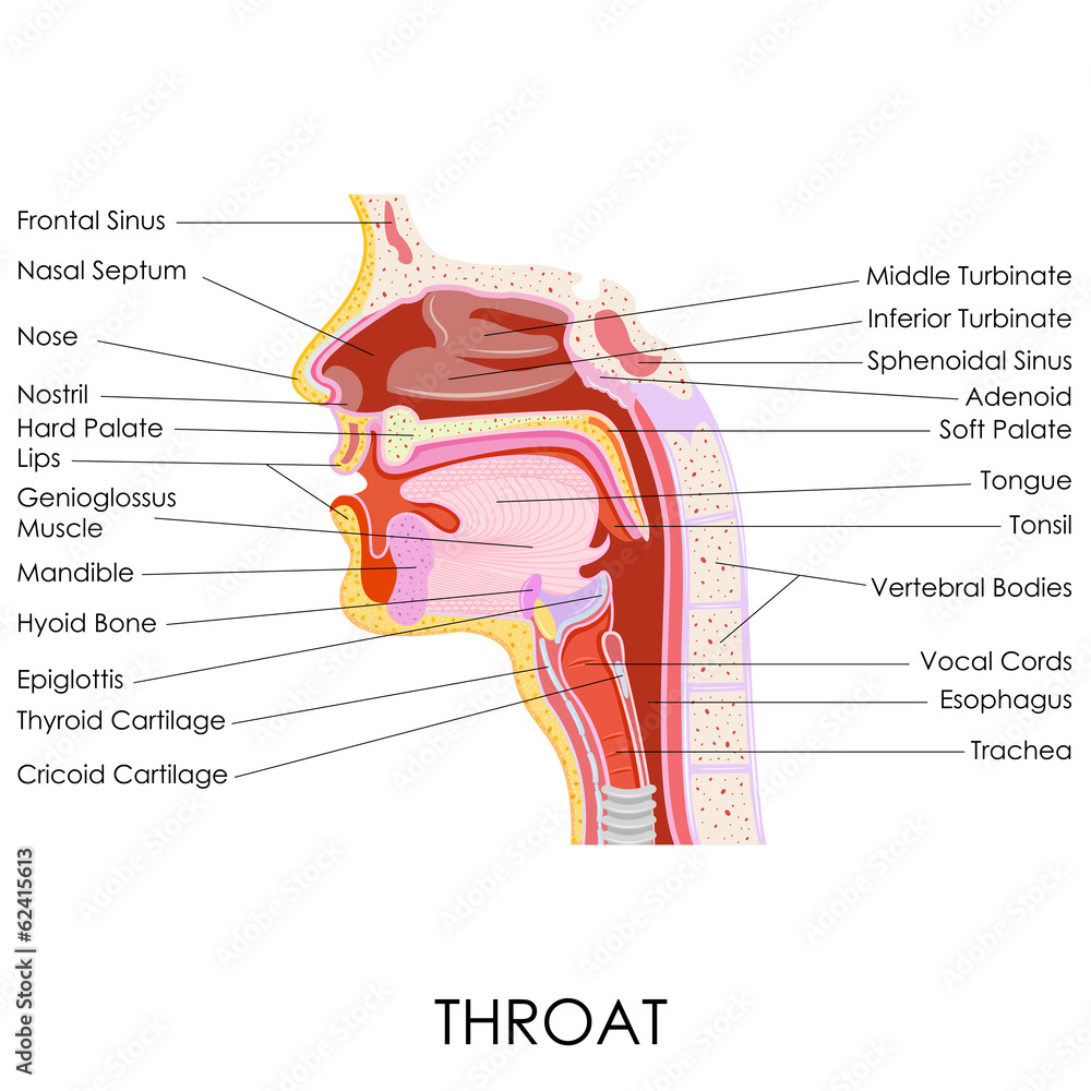 Human Throat Anatomy Stock Vector Adobe Stock