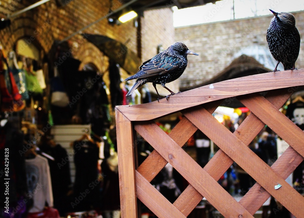 Two birds (Starlings) at Camden Market,London Stock Photo | Adobe Stock