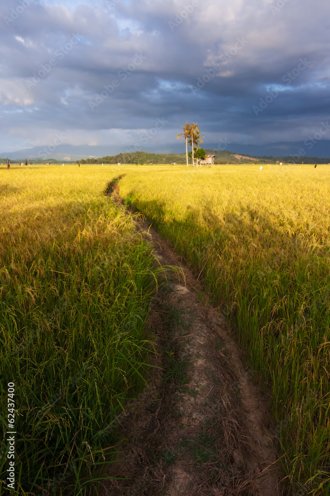 Curved dirt path on a paddy field at Sabah, Borneo, Malaysia Stock ...