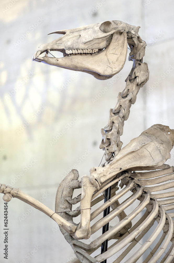 Bones of horse skeleton. Anatomic exhibit Stock Photo | Adobe Stock
