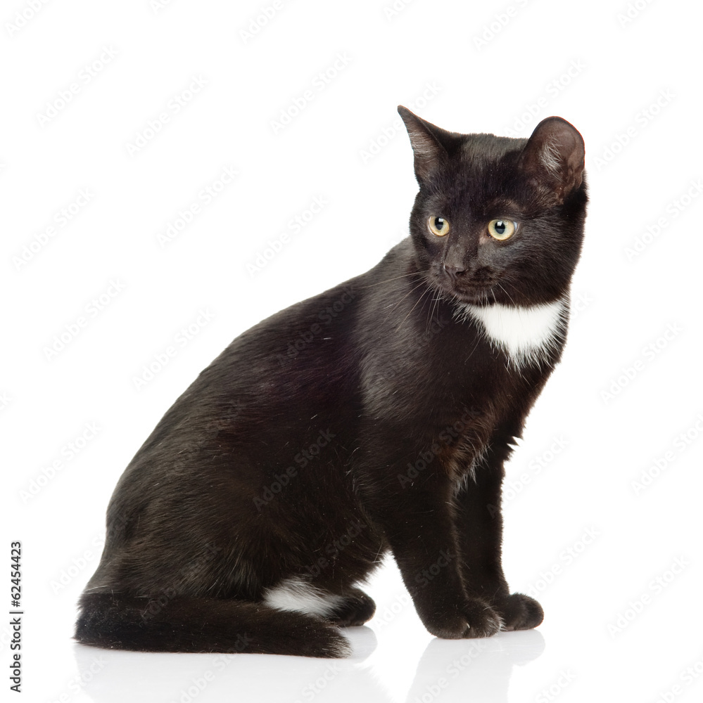 Black cat sitting and looking away. isolated on white background Stock ...