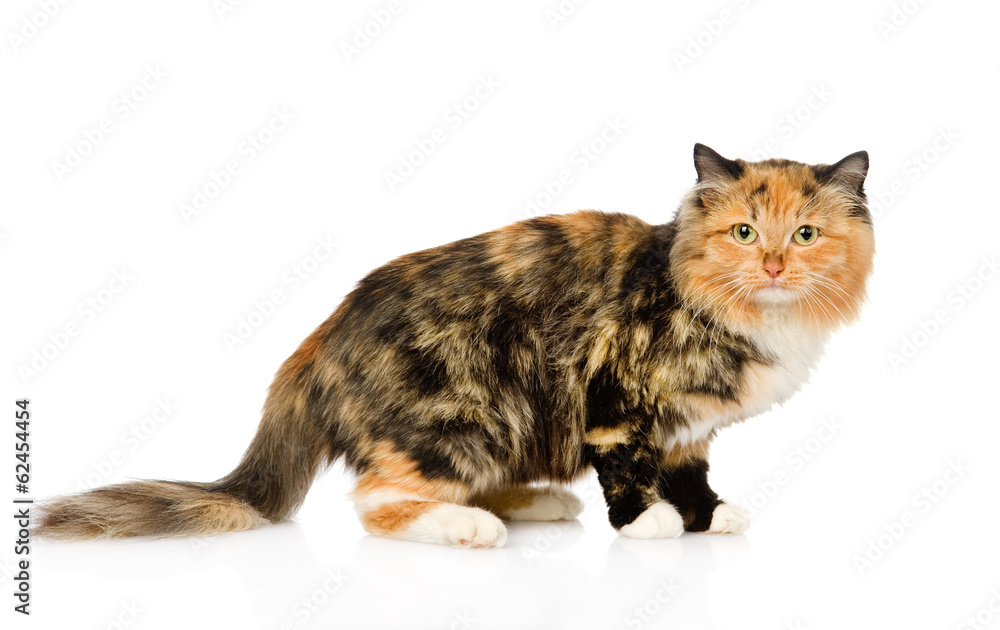 Calico cat in profile. isolated on white background Stock Photo | Adobe ...