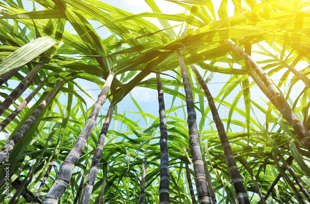 sugarcane crops in growth in field Stock Photo | Adobe Stock