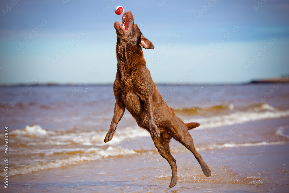dog jumping up to catch a ball Stock Photo | Adobe Stock