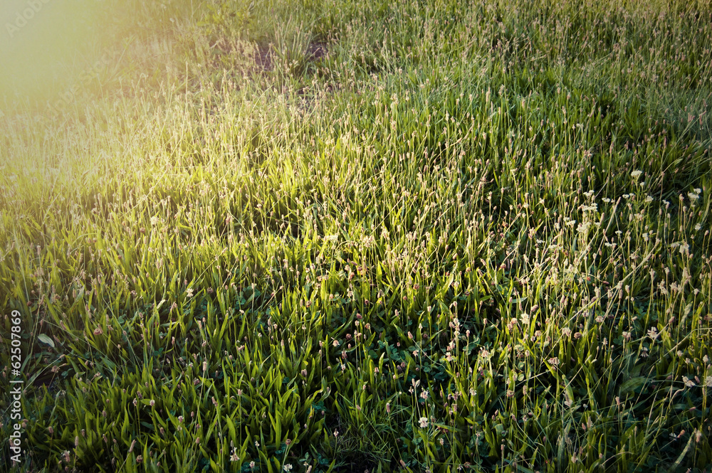 Grass image Stock-Foto | Adobe Stock