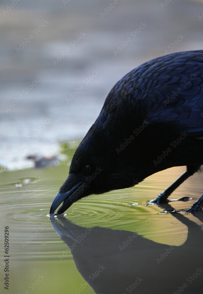 crow drinking water from a puddle Stock Photo | Adobe Stock