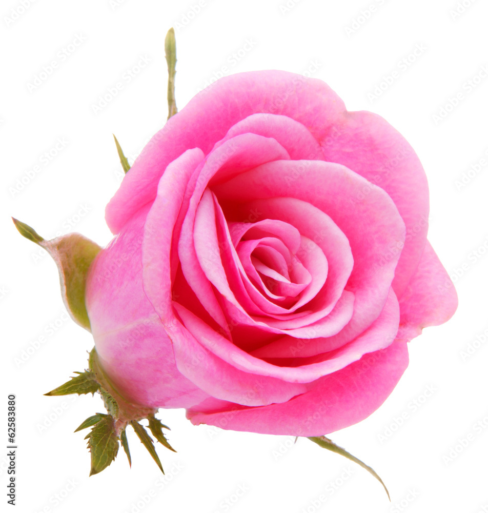 Pink rose flower head isolated on white background cutout Stock Photo ...