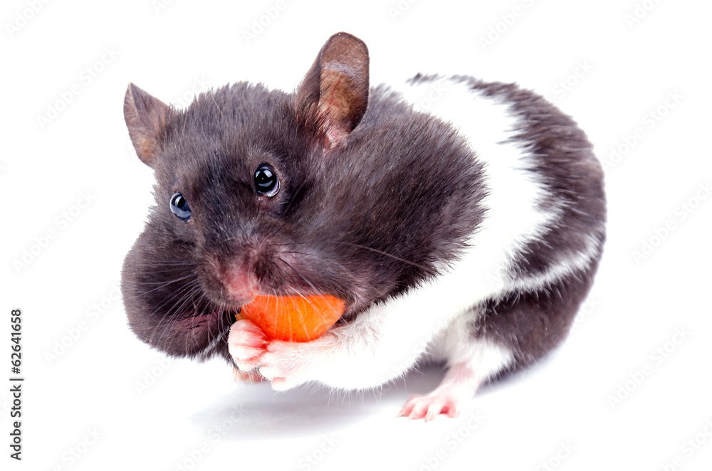 Greedy hamster Stock Photo | Adobe Stock