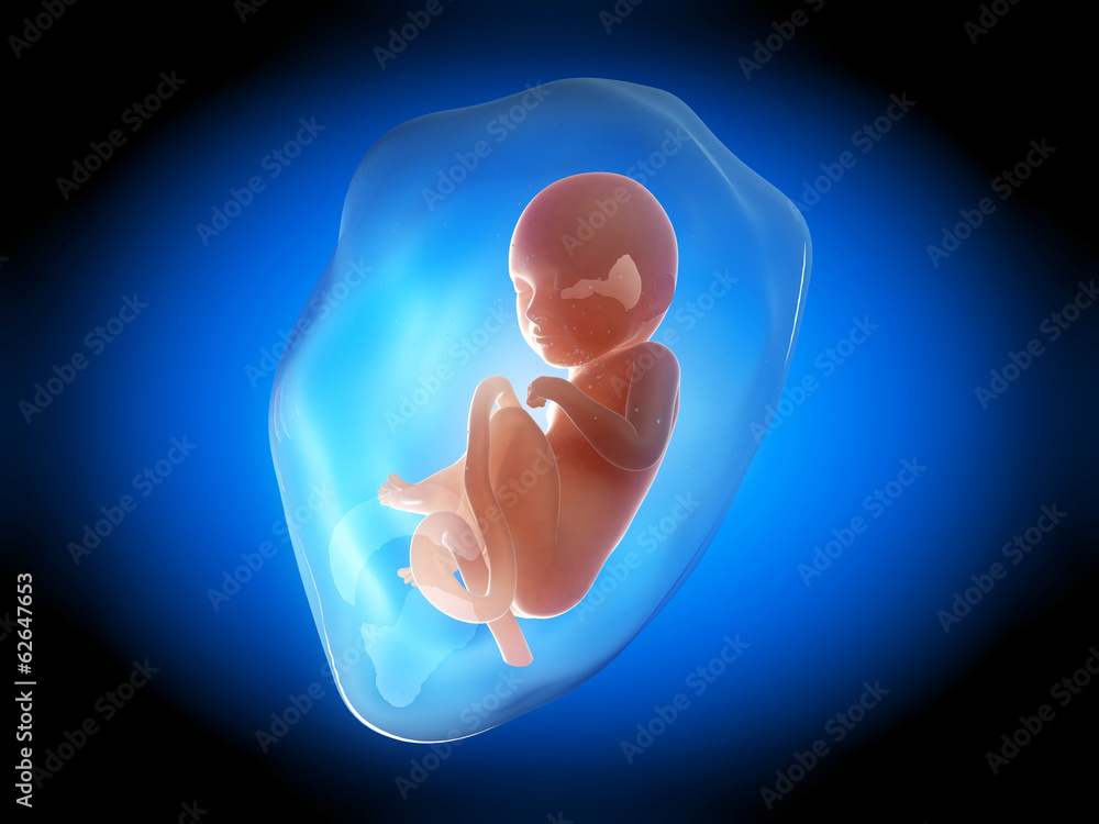medical illustration of a human fetus month 8 Stock Illustration ...