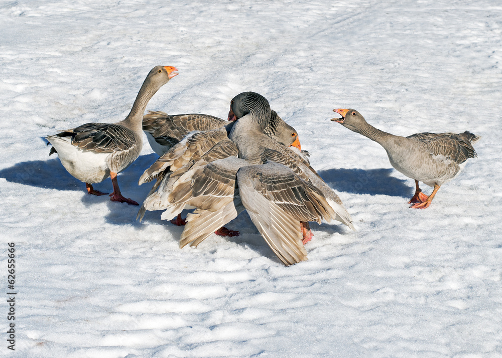 Goose fights Stock Photo | Adobe Stock