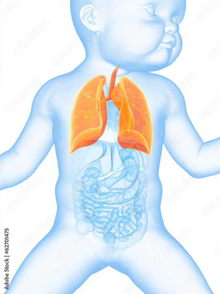 medical illustration showing the lung of a baby Stock Illustration ...