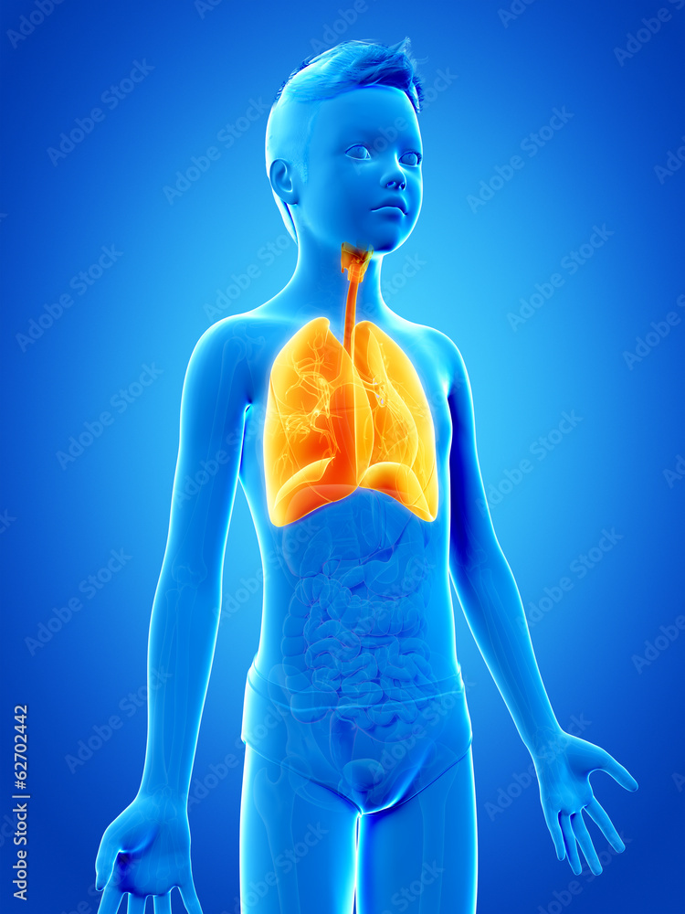 anatomy of a young boy - the lung Stock Illustration | Adobe Stock