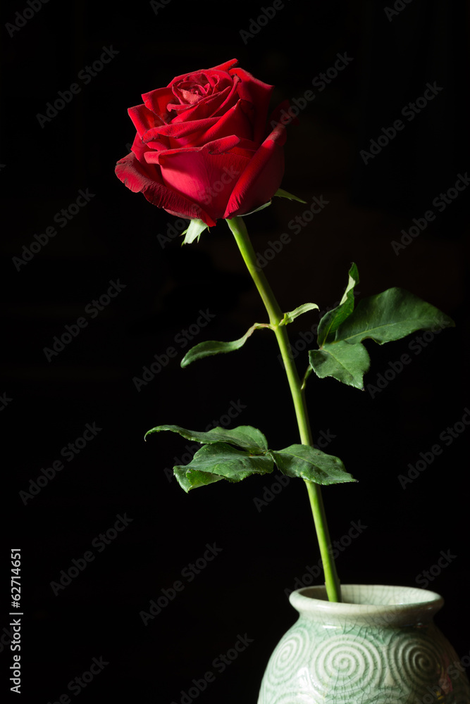 Single red rose in vase isolated on black. Stock Photo | Adobe Stock