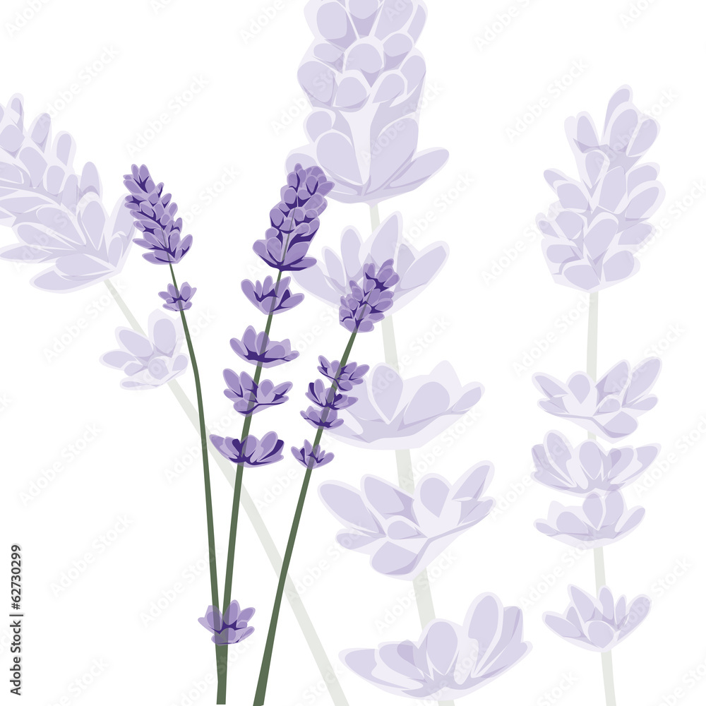 Lavender on isolated background, vector Stock Vector | Adobe Stock