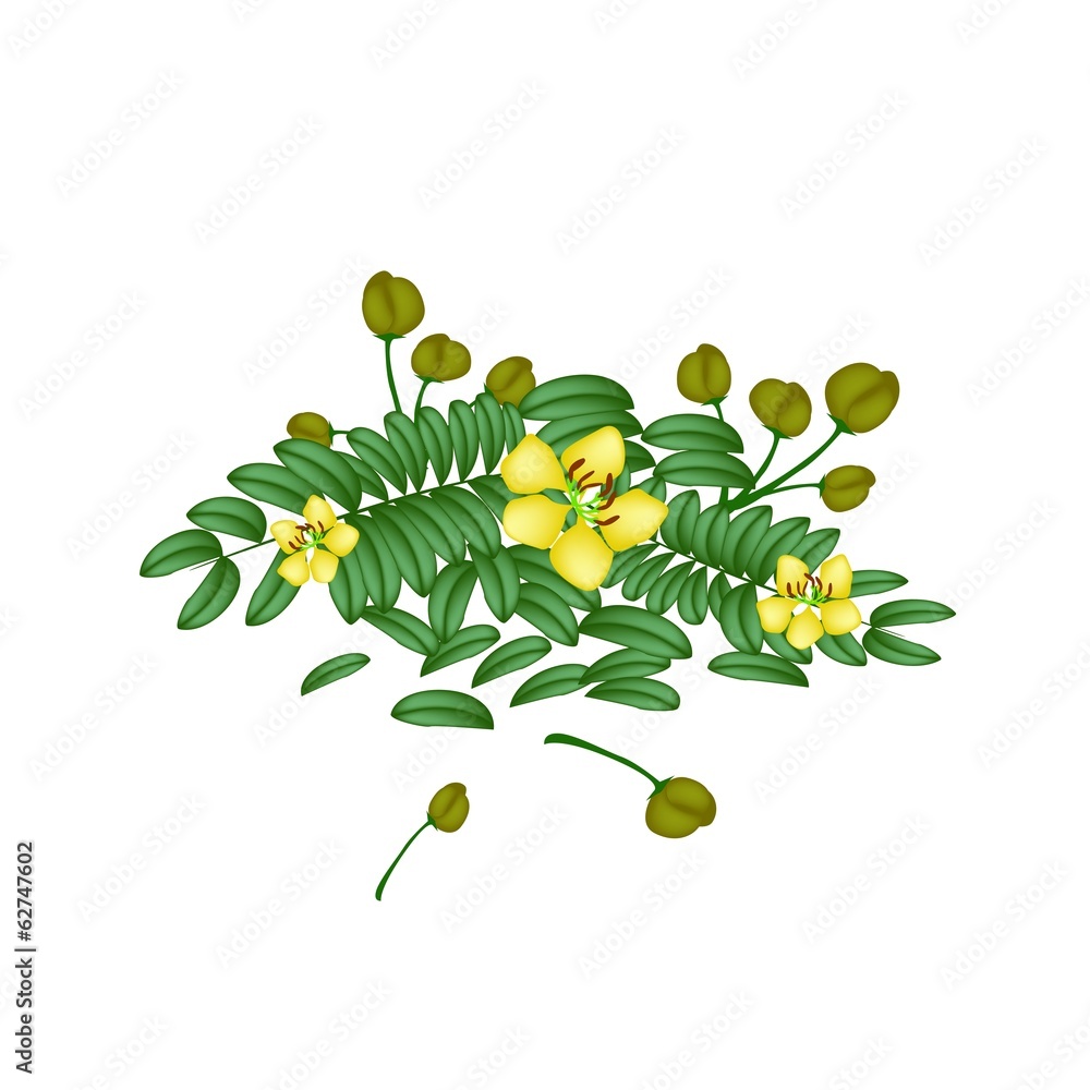 Parts of Senna Siamea on White Background Stock Vector | Adobe Stock