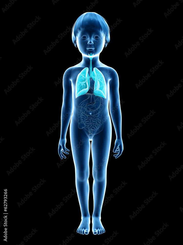 anatomy of a young child - lung Stock Illustration | Adobe Stock